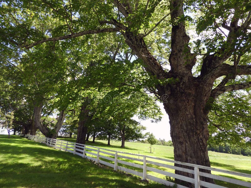 Canterbury Shaker Village Towering Sugar Maple Trees Over 160 Years Old ...