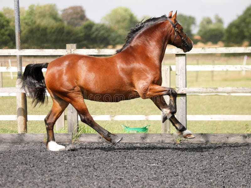Cantering Horse stock image. Image of roll, canter, black - 111548445