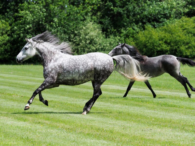 Cantering Horses stock photo. Image of liberty, meadow - 203689186