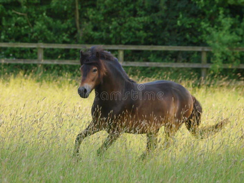 Cantering Pony stock image. Image of grazing, native - 208704963