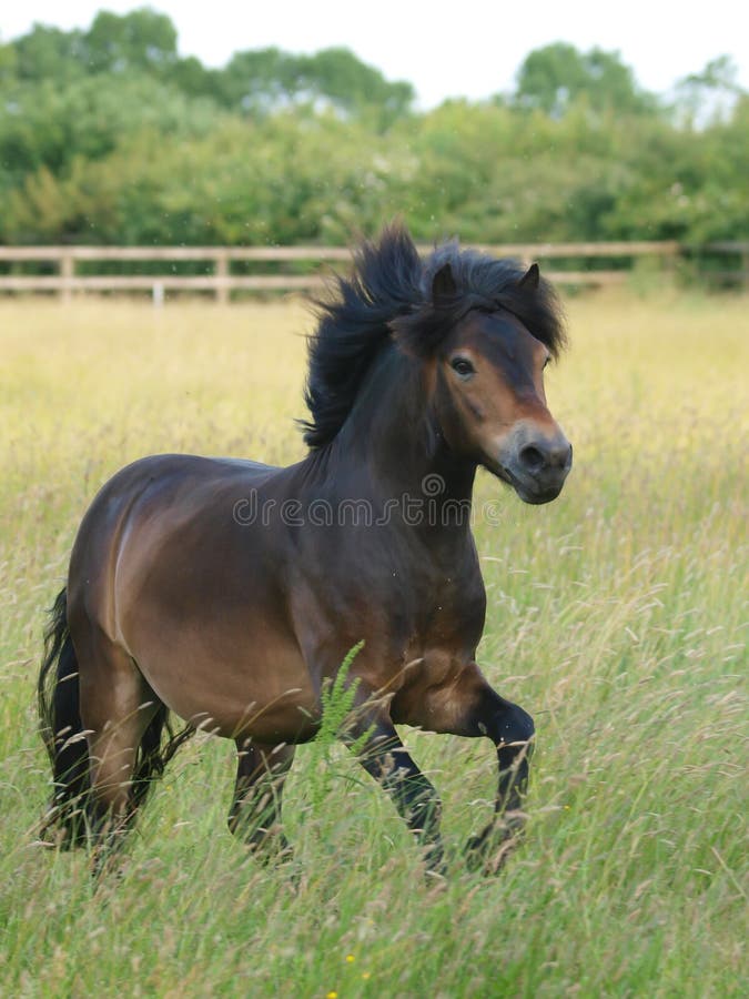 Cantering Pony stock photo. Image of riding, alone, movement - 208704974