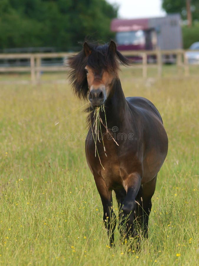 Cantering Pony stock photo. Image of exmoor, rare, grass - 208704996