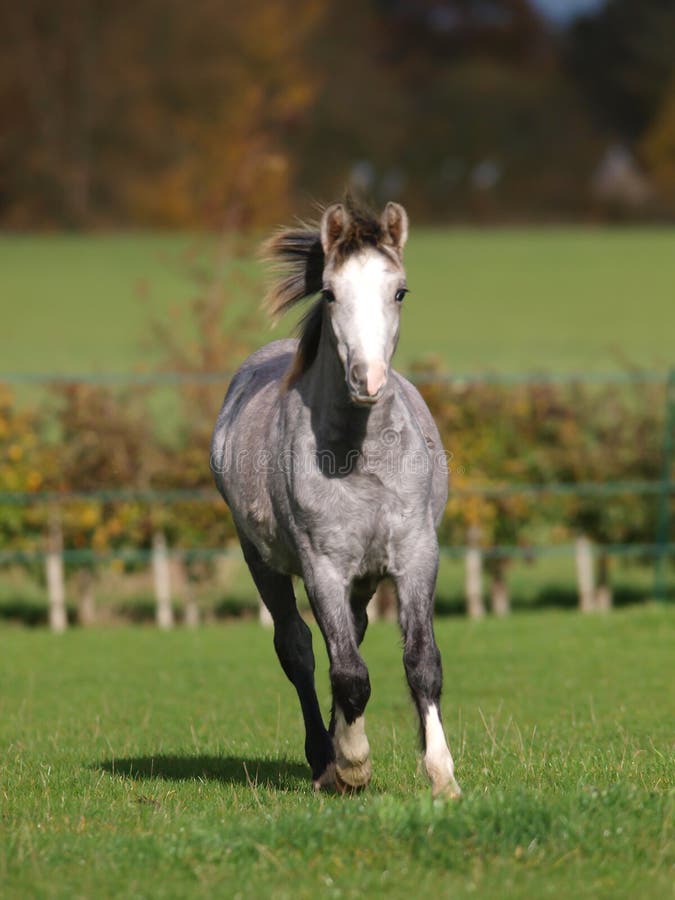 Cantering Young Pony stock photo. Image of welsh, liberty - 173704244