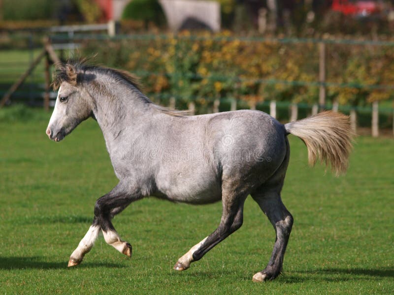 Cantering Young Pony stock photo. Image of foal, liberty - 173704376