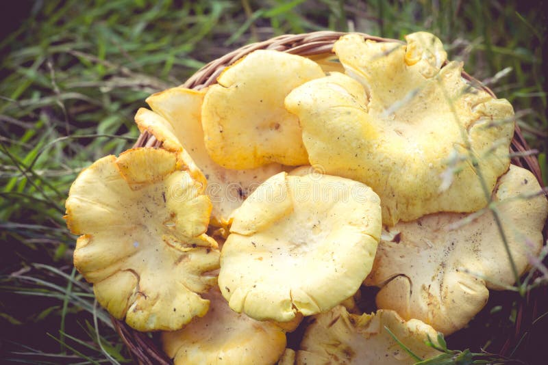 Cantharellen Op Het Retro Gras Stock Foto - Image of sinaasappel ...
