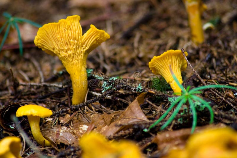 Cantharellus stock image. Image of congested, comestible - 4533467