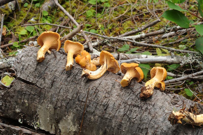 Cantharellus cibarius stock image. Image of moss, edible - 17685217