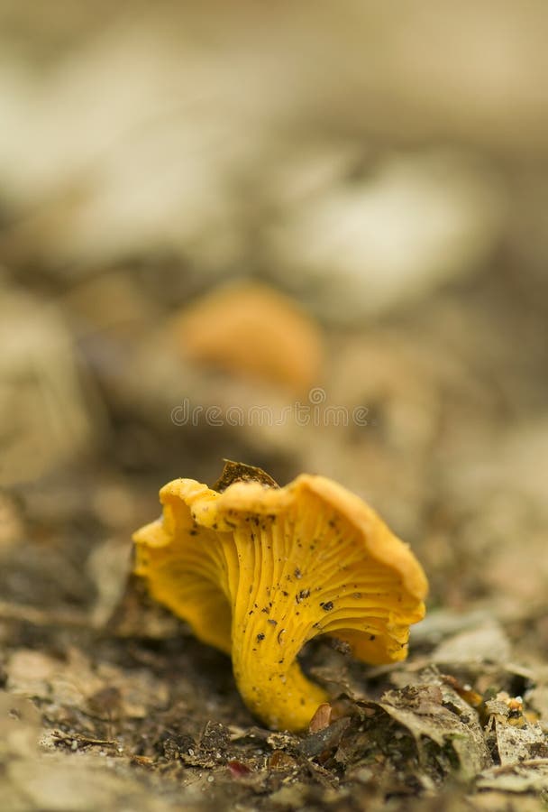 Cantharellus cibarius stock image. Image of summer, tasty - 21088663
