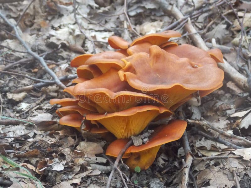 2,846 Cantharellus Cibarius Stock Photos - Free & Royalty-Free Stock ...