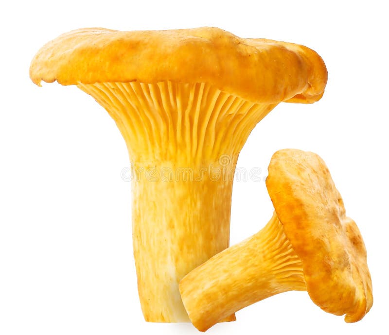 Cantharellus Cibarius Isolated on White Background Stock Photo - Image ...