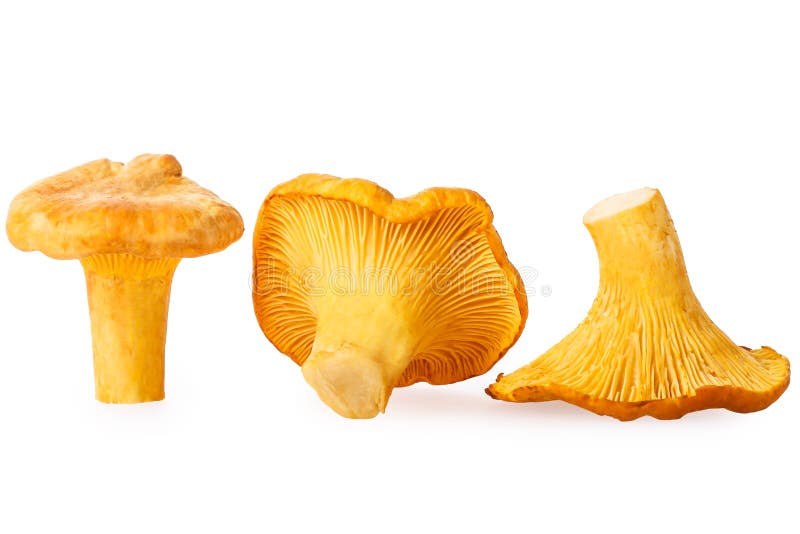 Cantharellus Cibarius Isolated on White Background Stock Photo - Image ...