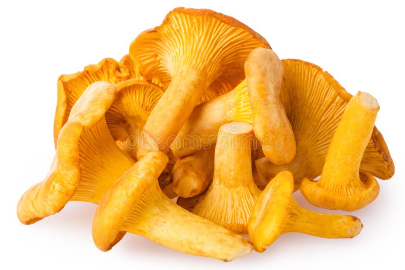 Cantharellus Cibarius Isolated on White Background Stock Image - Image ...