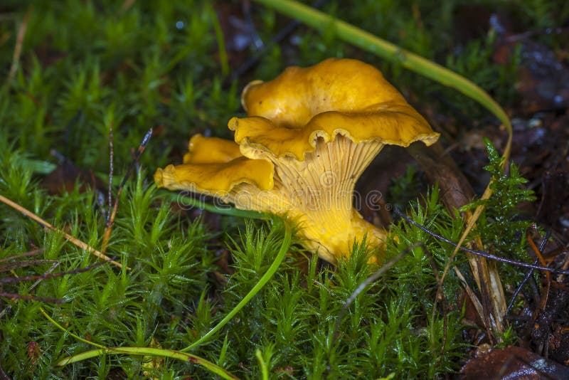 Cantharelluscibarius (kantarell) I Skogen Arkivfoto - Bild av lock ...