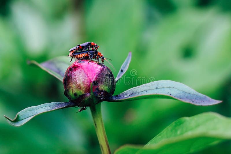 The Cantharidae Beetles Copulate on a Peony Bud. Reproduction of ...