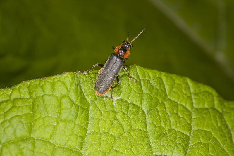 Cantharis Fusca on the Green Leaf Stock Photo - Image of black, 1758: ...