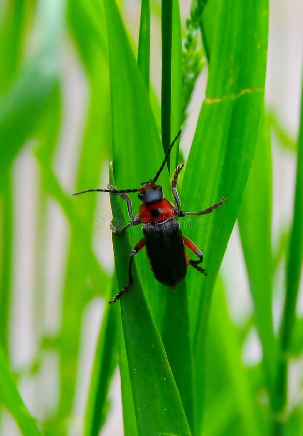 Cantharis Fusca, Small Soft-bodied Beetle on Green Grass Stock Photo ...