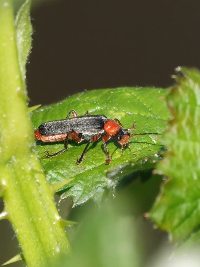 Pellucidae Stock Photos - Free & Royalty-Free Stock Photos from Dreamstime