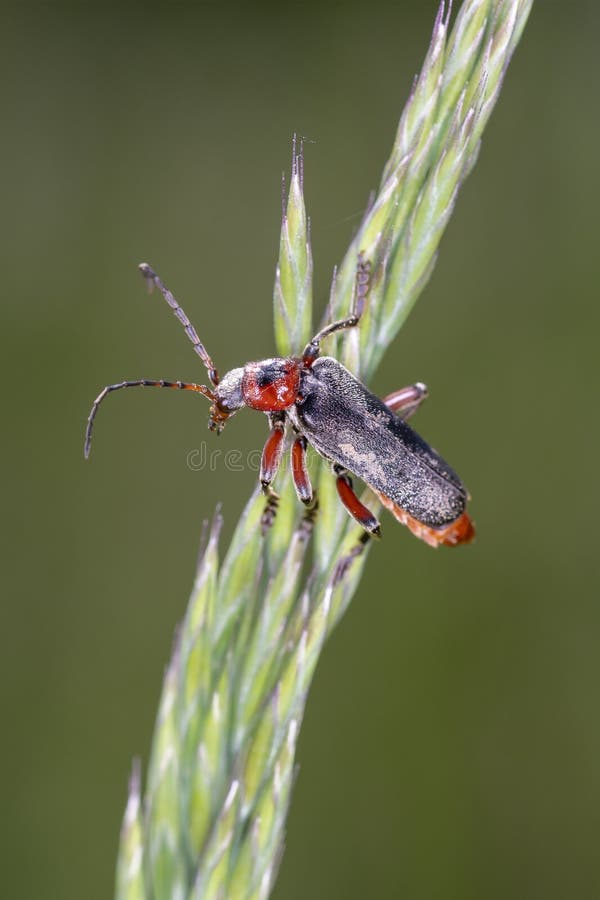 Cantharis Rustica - Leatherwing or Soldier Beetle.resting on Blade of ...