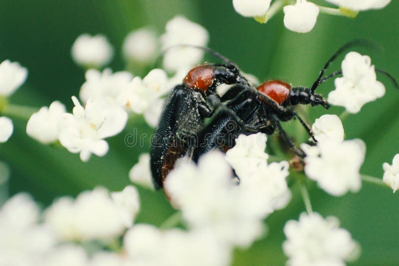 Zwart En Rood Insect - Cantharis-pellucida - Zitting Op Een ...