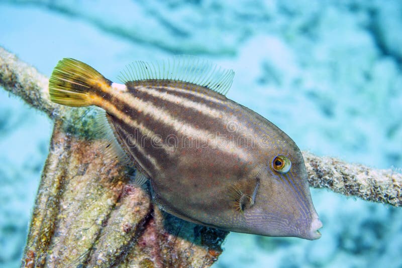 Cantherhines Pullus,filefish ,orangespotted Filefish Stock Photo ...
