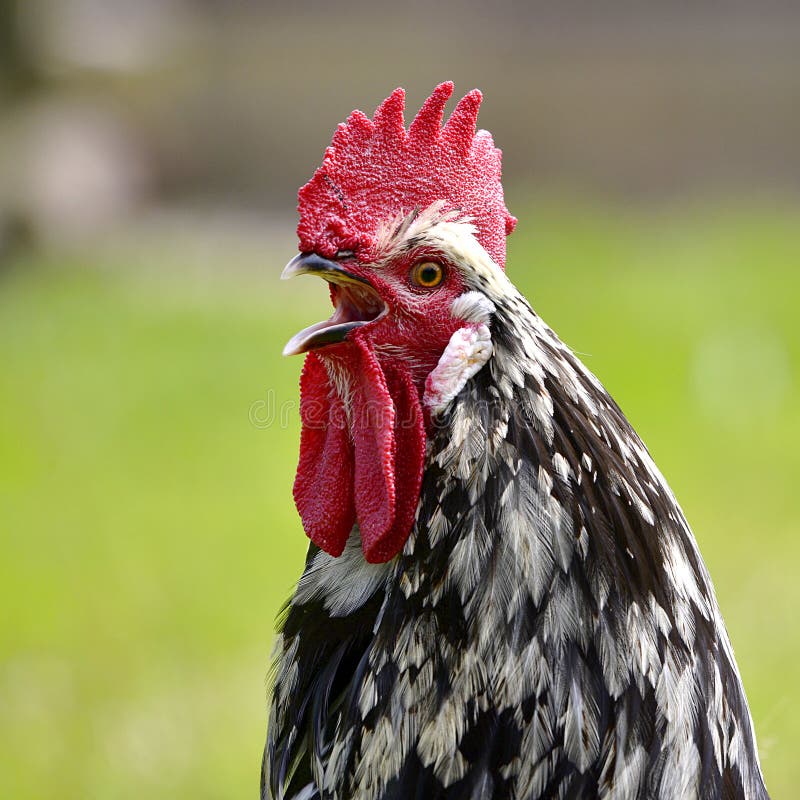Canto Del Gallo Del Primo Piano Immagine Stock - Immagine di gallo ...