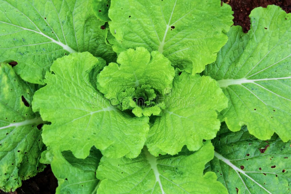 Canton vegetable stock image. Image of organic, choi - 77174761