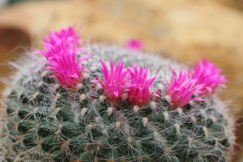 Cantus stock image. Image of natural, verdant, cantus - 65708097