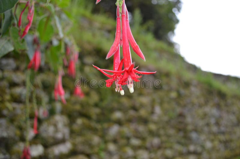 The Cantuta Flower, the National Flower of Peru, at Machu Picchu Stock ...
