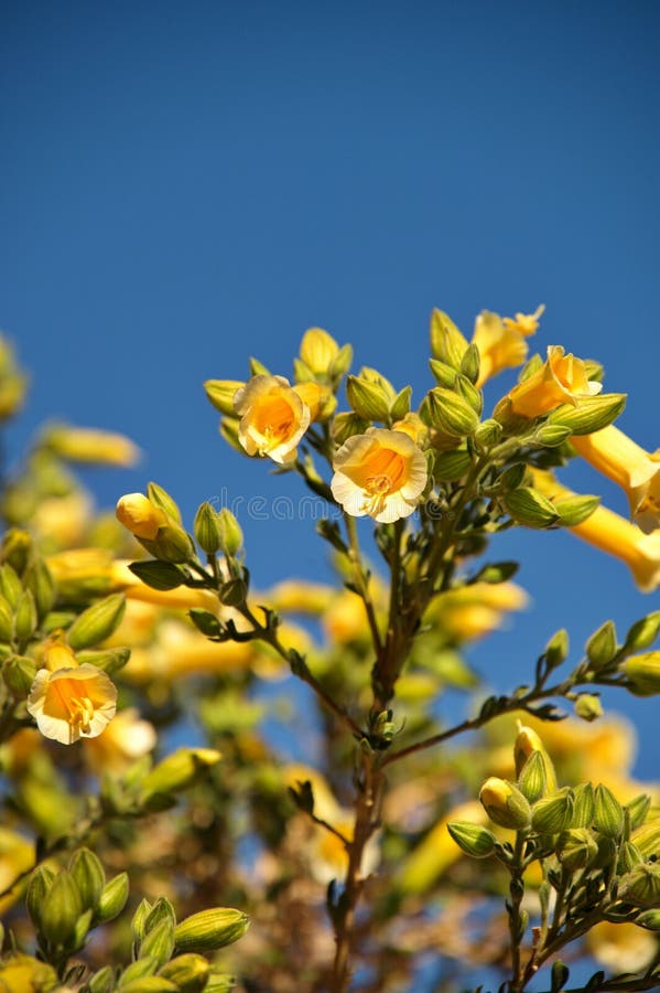 Cantuta - National Flower of Peru Stock Photo - Image of bright, bloom ...