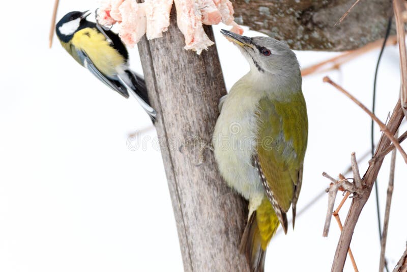 Canus Do Picus Do Pica-pau E Major Cinzento-dirigidos Do Parus Foto de ...