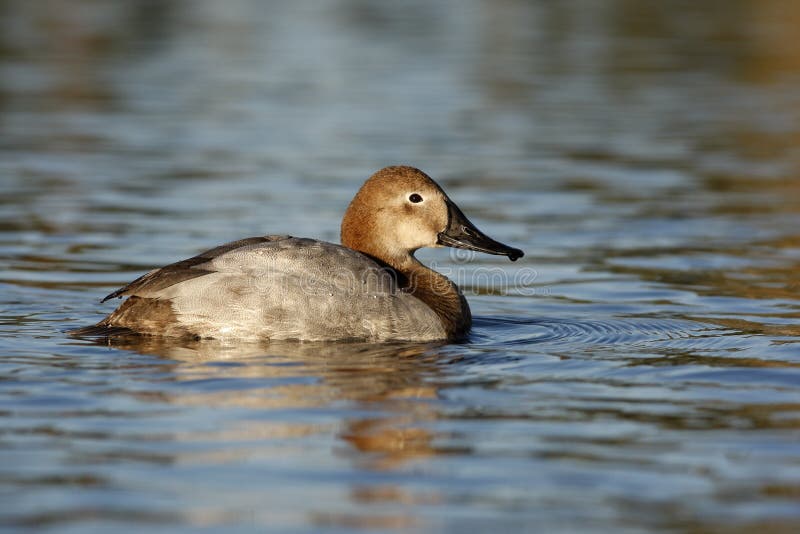 Canvasback, Aythya Valisineria Stock Photo - Image of north, america ...