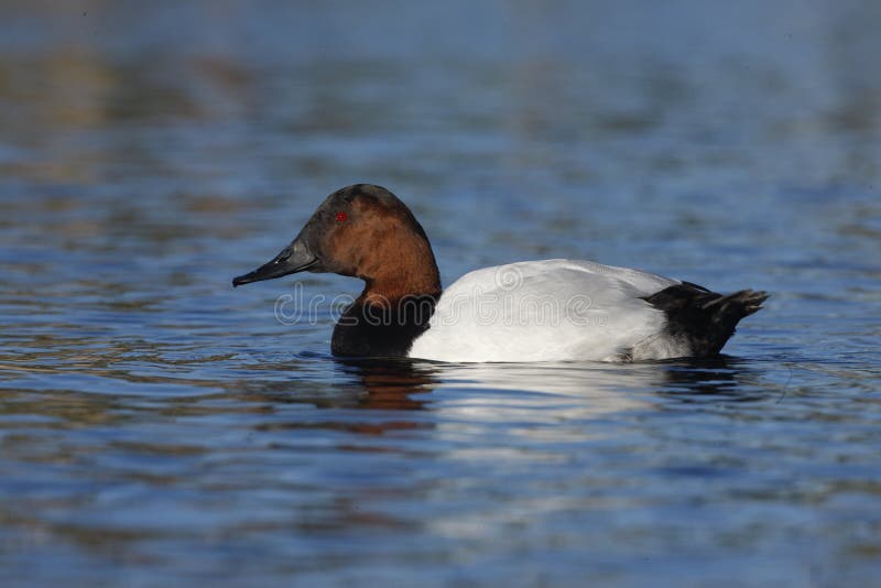 Canvasback, Aythya Valisineria Stock Image - Image of north, waterfowl ...