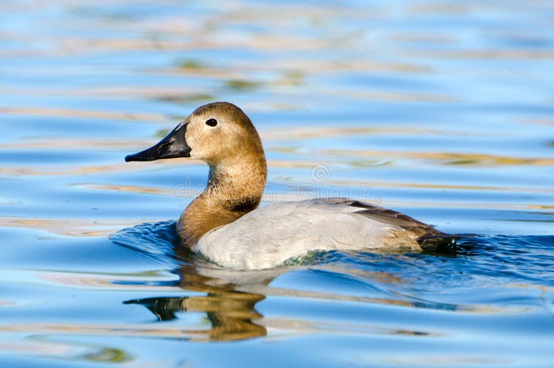Female Canvasback, Aythya Valisineria Stock Image - Image of wildlife ...