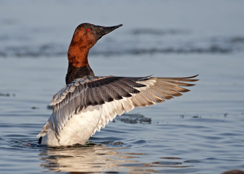 Canvasback in Flight stock photo. Image of water, aythya - 61049636