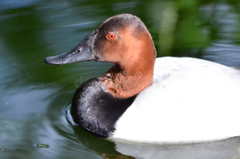 Canvasback duck stock photo. Image of swim, head, ripples - 35420302