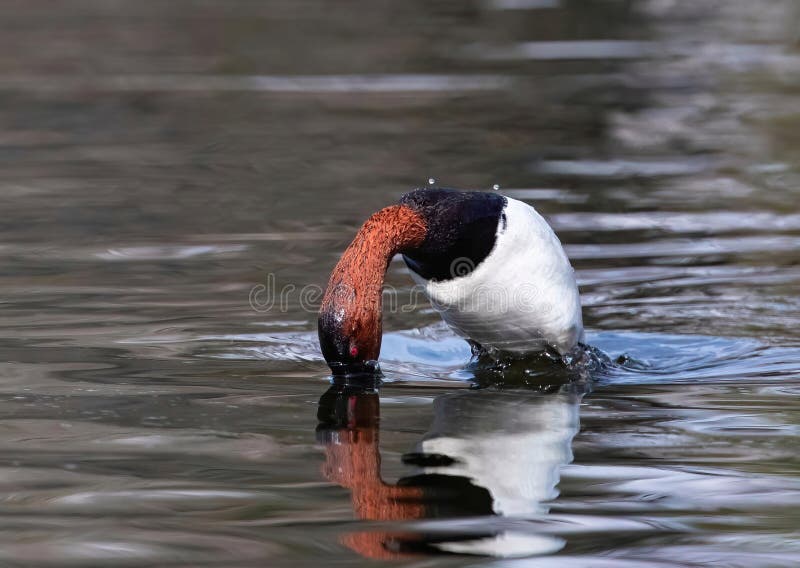 Canvasback Duck Frozen in Fast Action Mid Dive Stock Photo - Image of ...