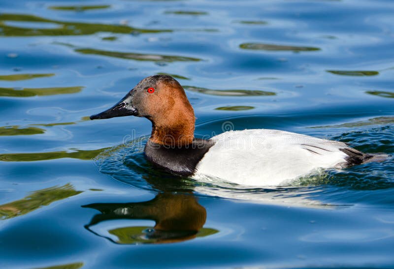 367 Canvasback Duck Stock Photos - Free & Royalty-Free Stock Photos ...