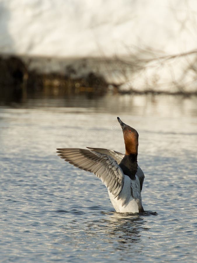 Canvasback Duck stock photo. Image of migration, drake - 58140248
