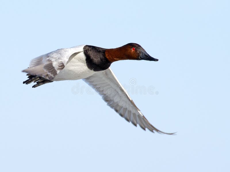 Canvasback in Flight stock photo. Image of water, aythya - 61049636