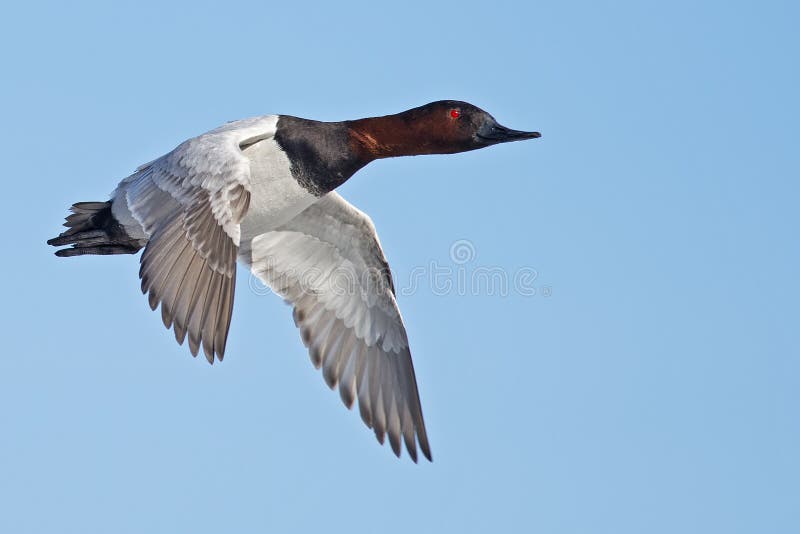 Canvasback Flying stock photo. Image of flight, wildlife - 85062464