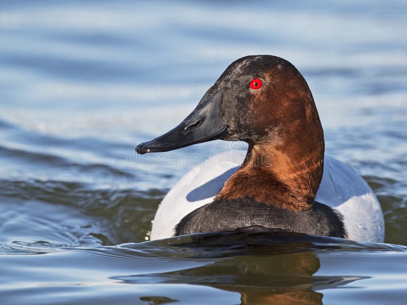 Canvasback Landing stock photo. Image of bird, canvas - 52372246