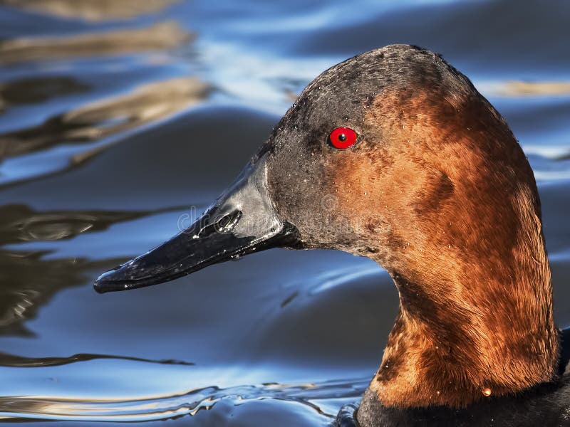 Canvasback Landing stock photo. Image of valisineria - 52372246