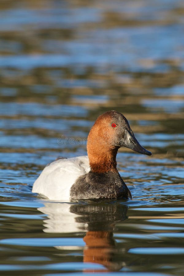 128 Canvasback Male Duck Stock Photos - Free & Royalty-Free Stock ...
