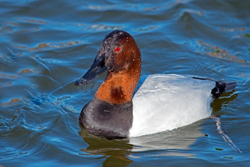 Male North American Canvasback Duck Stock Image - Image of american ...