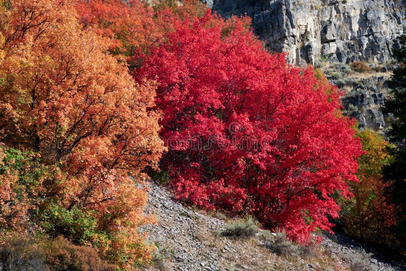 Canyon Maples in Logan Canyon Stock Image - Image of autumn, utah ...