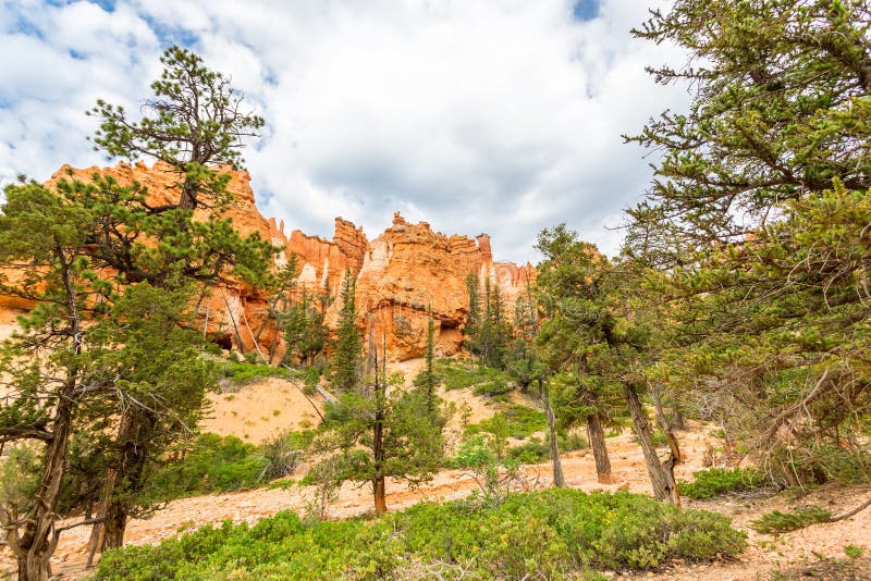 Canyon with pine trees stock image. Image of landmark - 84539565