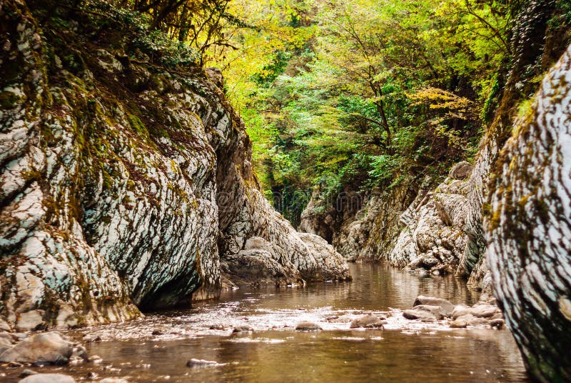 Canyon Stream in the Rainforest Stock Image - Image of caucasus, park ...