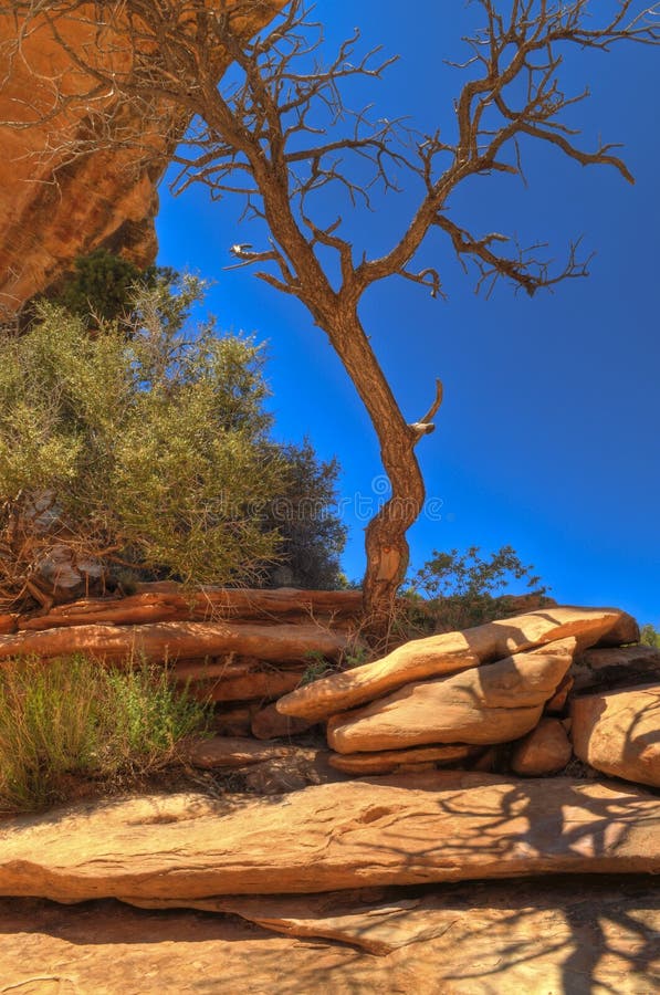 Canyon Tree stock photo. Image of valley, scenic, travel - 20478504