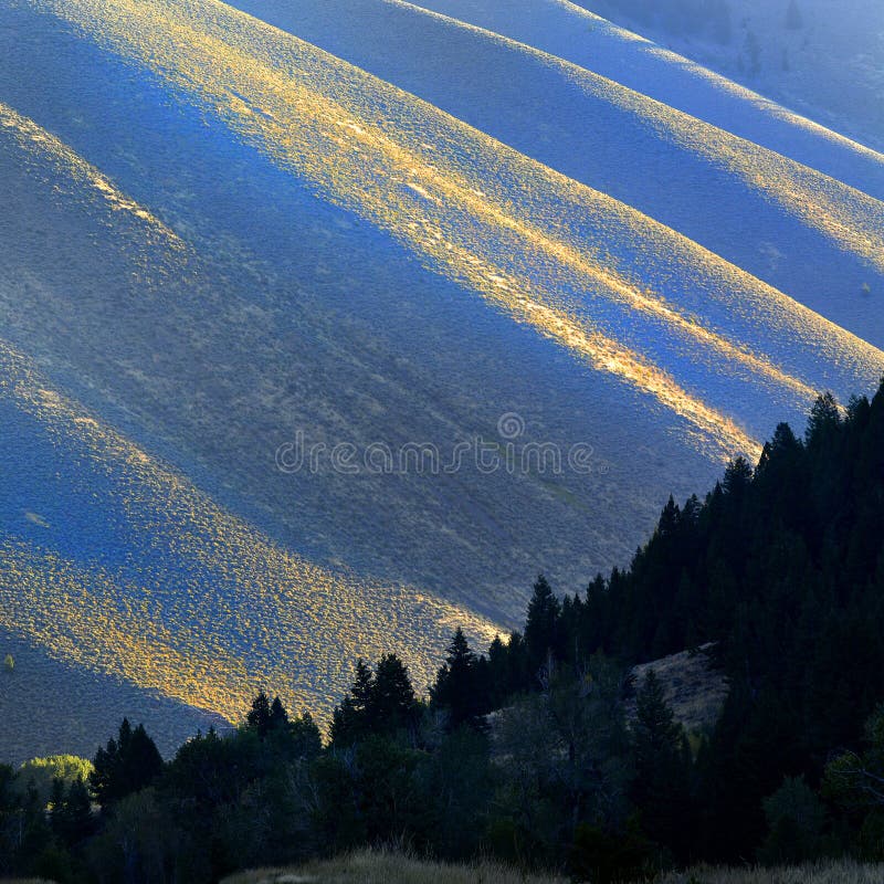 Canyon Tree Sunlight and Shadow Pine Trees Outdoor Wilderness Stock ...