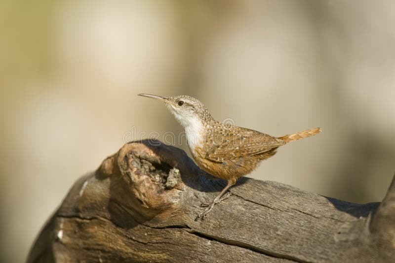 Canyon Wren Perched On A Log Stock Image - Image of canyon, migrants ...